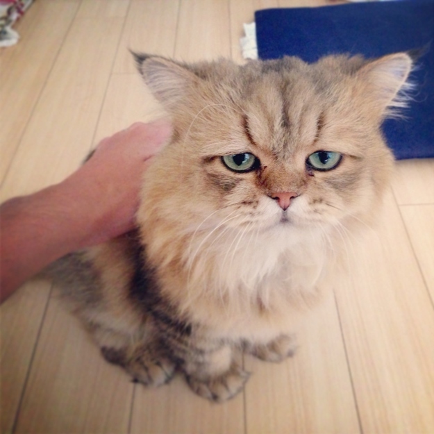 The Disappointed Cat is your new favorite cat (10 pics) | Amazing Creatures