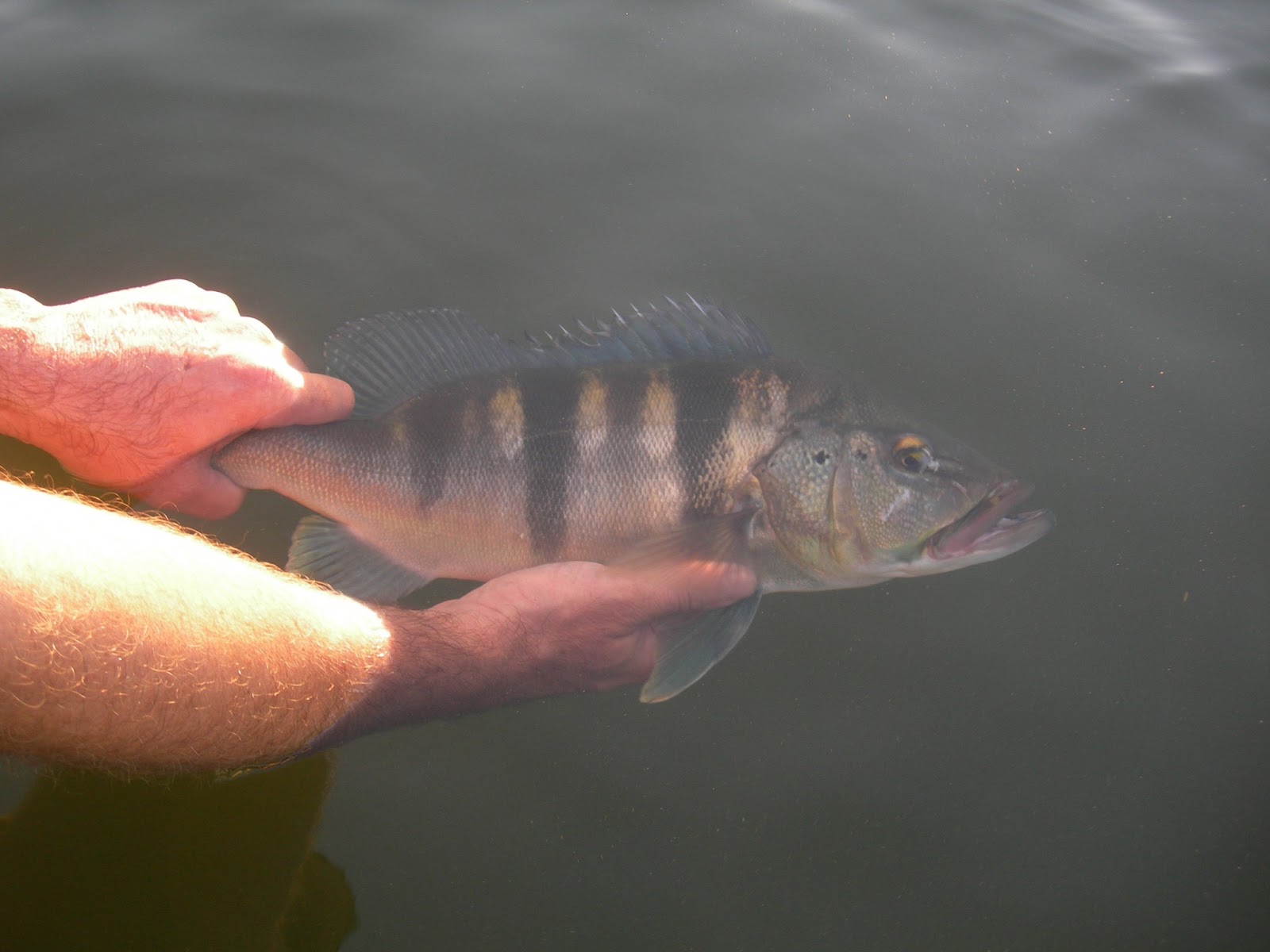 Pesca Saga Esportiva: Tucunaré Azul esportividade ao extremo