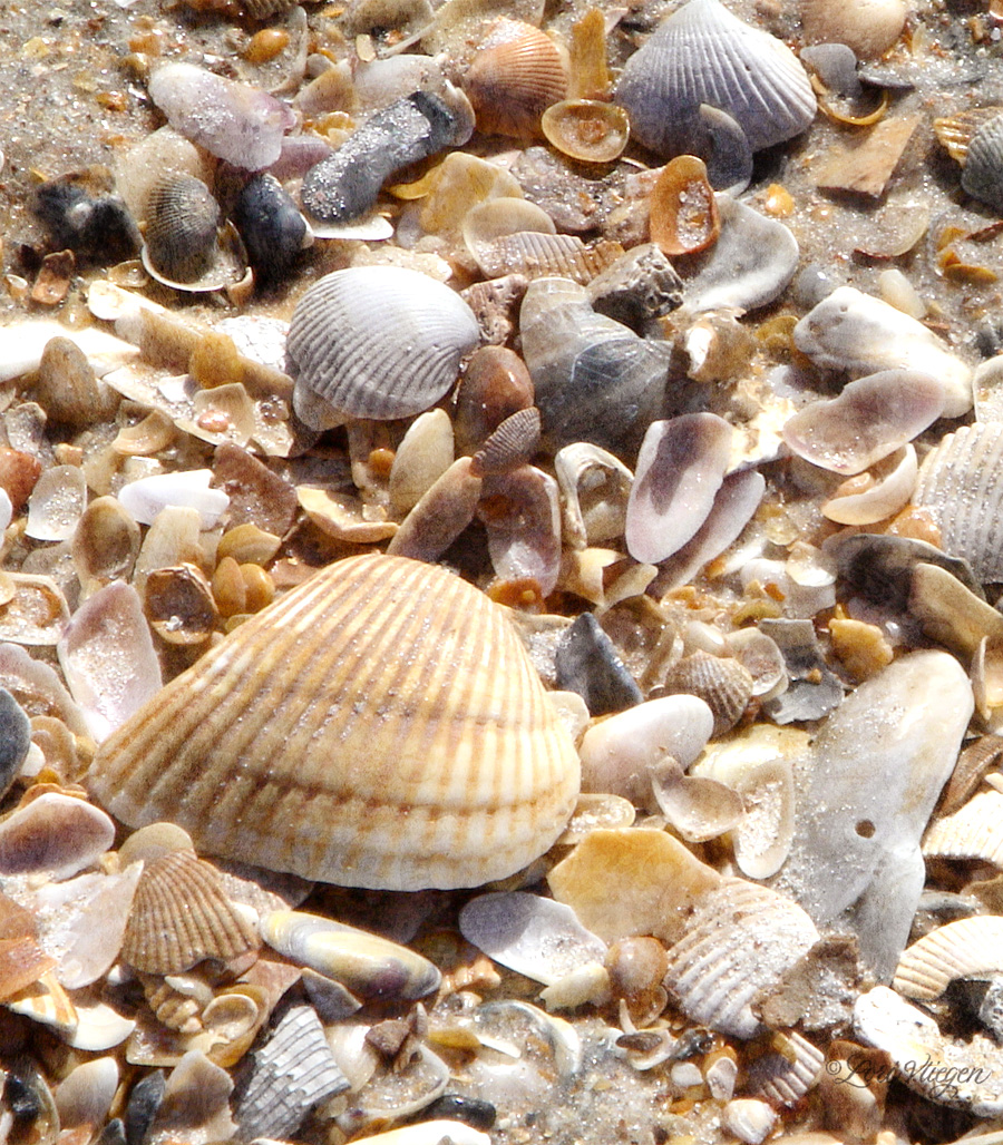 elvie studio: seashells on the sand