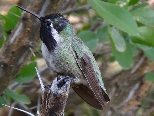The Humming Bird Aviary (at the Arizona-Sonora Desert Museum)