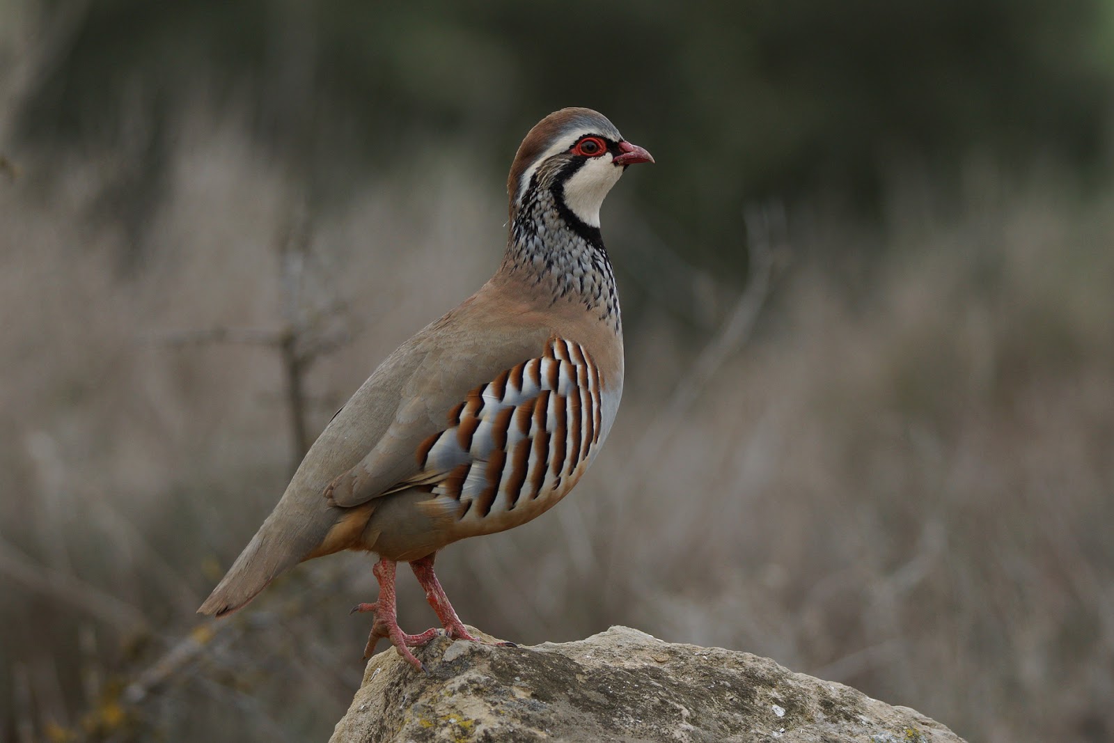 Pasión por las aves: Perdiz roja.(Alectoris rufa)