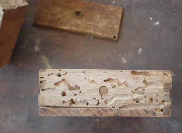 Madera Viva: Exterminación de polilla y restauración de molinillo antiguo