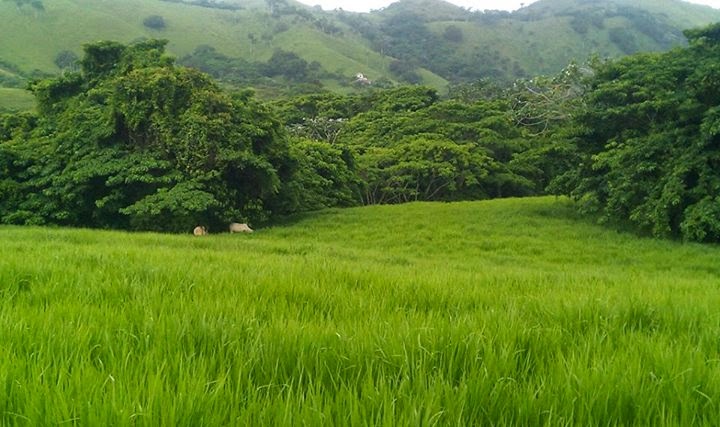 PORTAL GANADERO HIGUEYANO: QUE VARIEDAD DE PASTO CULTIVAR?