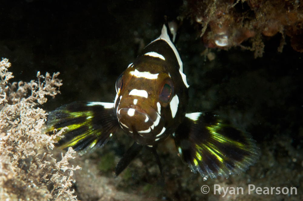 The World in Plain English: The Hunt For Sea Porn...Stoner Style