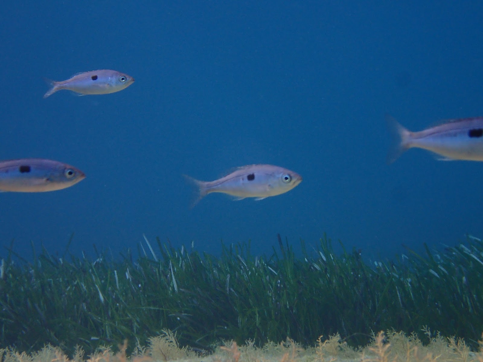 Biodiversity of Cyprus by NGO Protection of the Natural Heritage and ...
