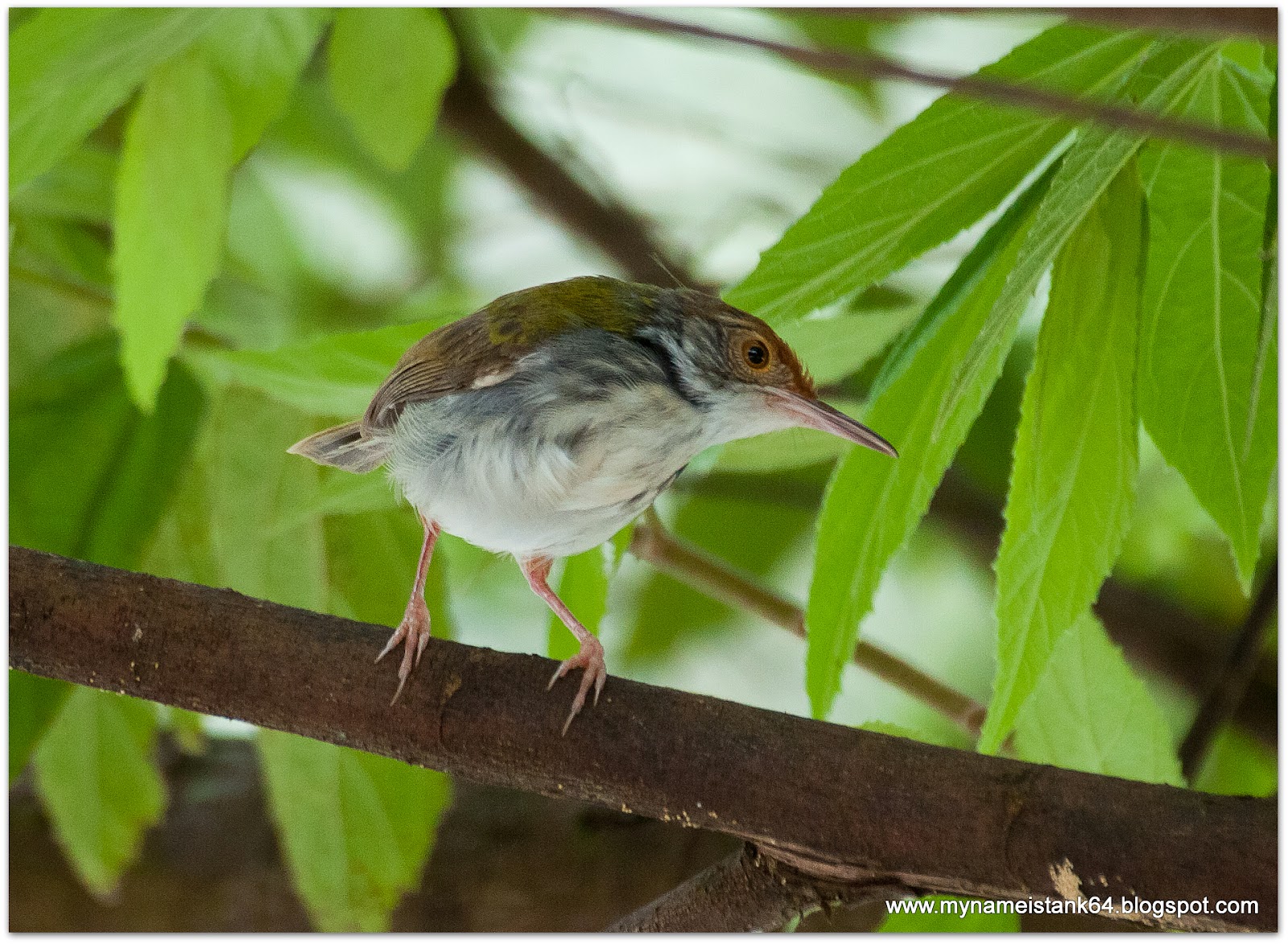 Birds of Malaysia @ mynameistank64: The Tailor Bird ...