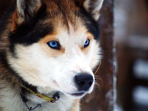 Siberian Husky Temperament Informations | Siberian Husky Reviews and ...