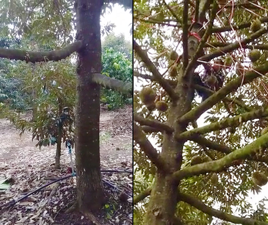 Durian Info: Botany of The Common Durian