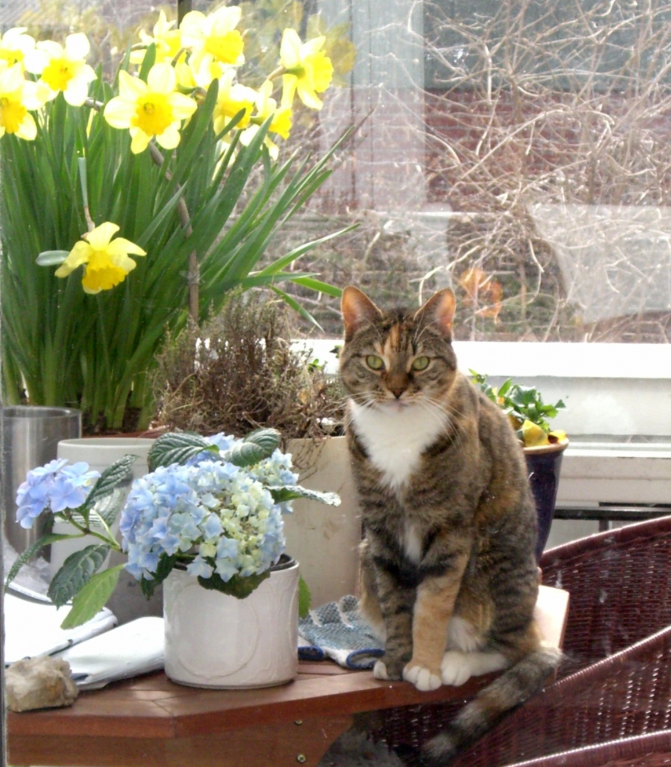 Se den lille kattekilling