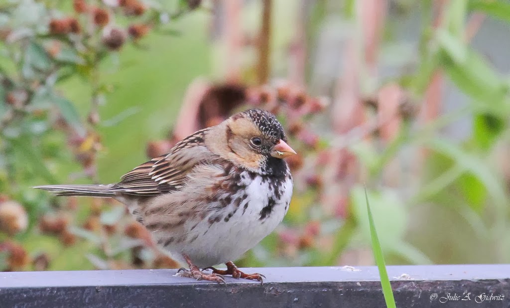Birding Is Fun!: Autumn Birds