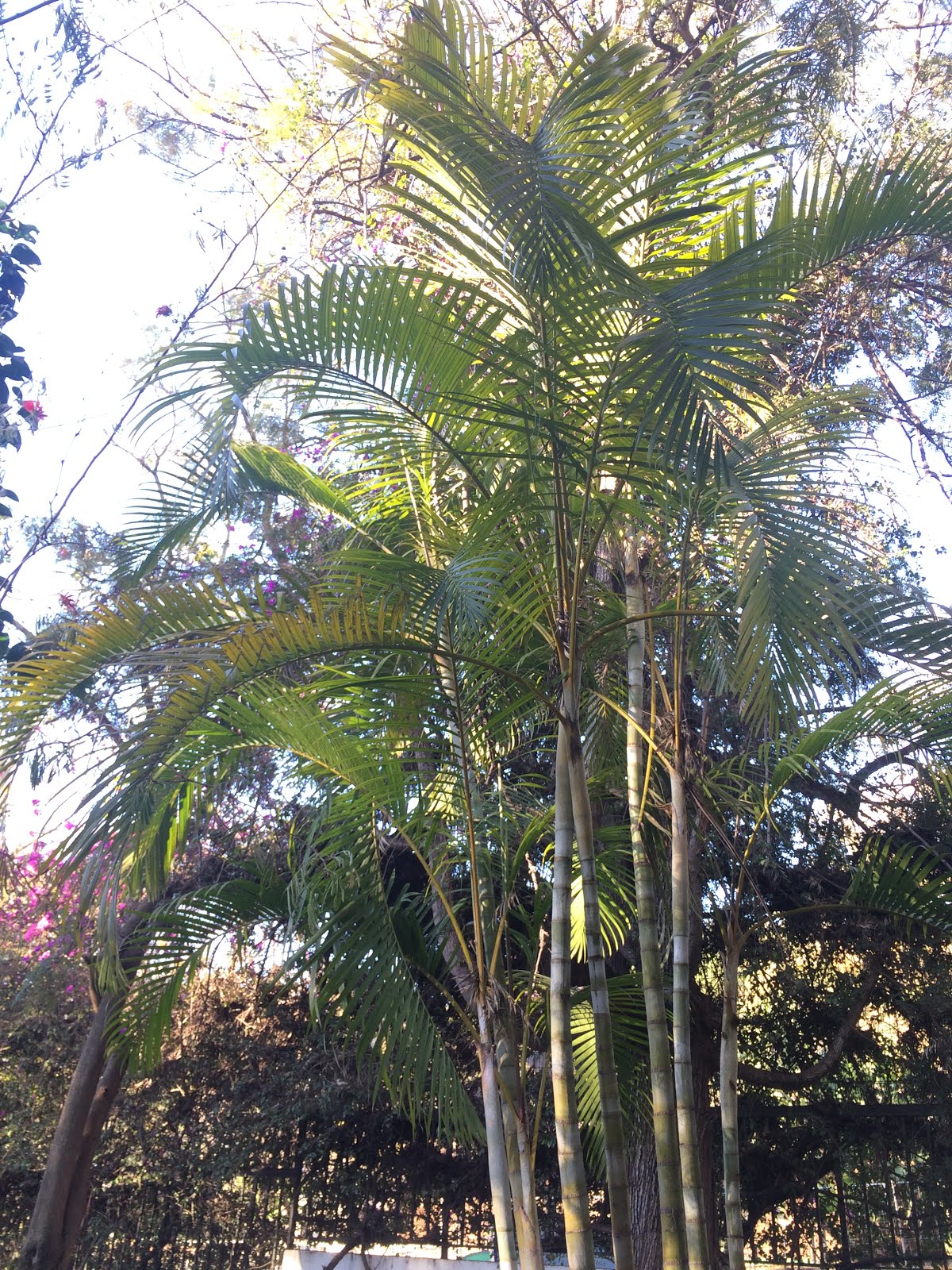 EL JARDÍN DEL I.E.S. SIERRA BLANCA: Palmera bambú