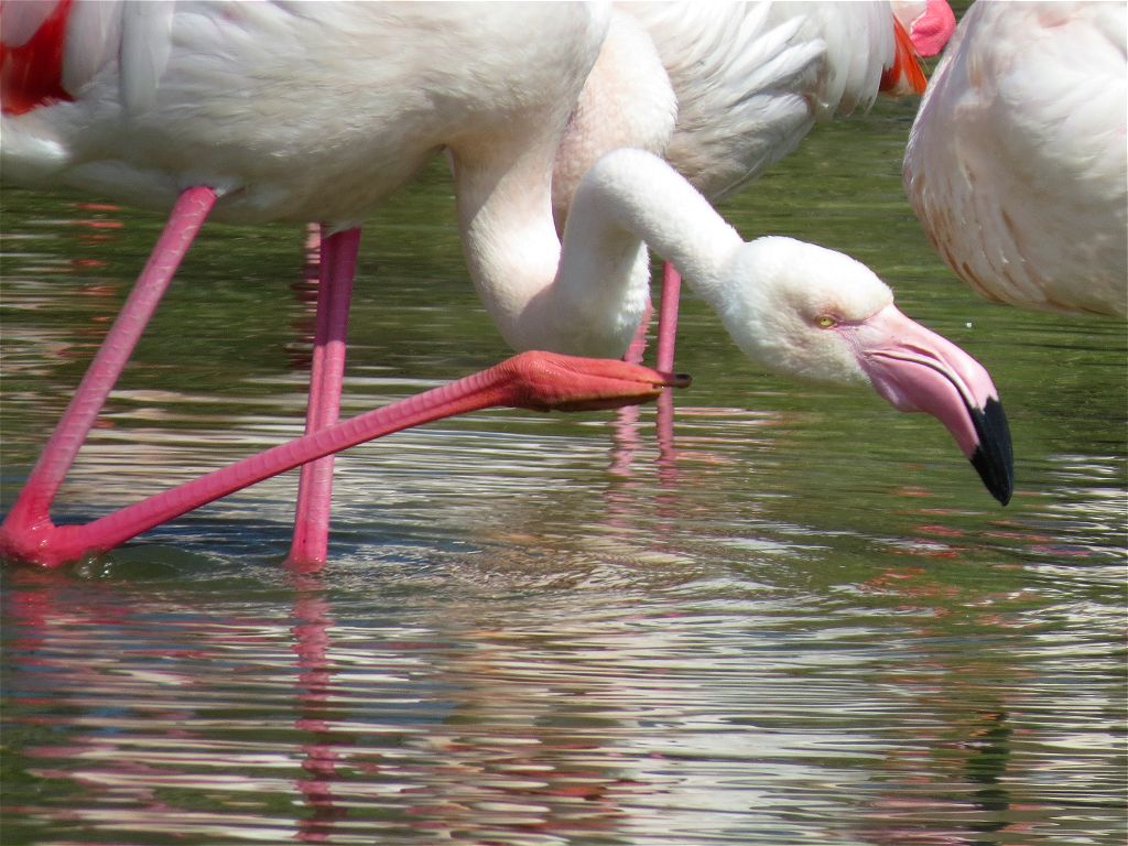 The Natural Stone: Pretty Flamingo