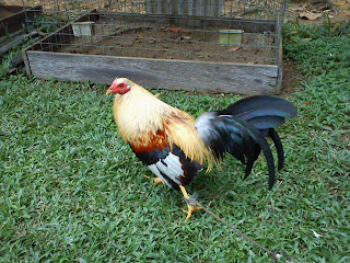 MBF Gamefowl Farm: For sale gamefowl, October 2011