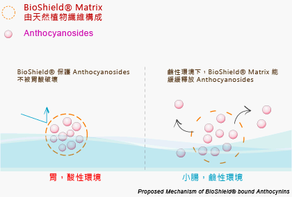 蔓越莓 CranMax: BioShield 專利生產技術 | FOXDLL