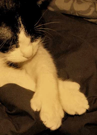 Cat Chit Chat: Cats with Extra Toes