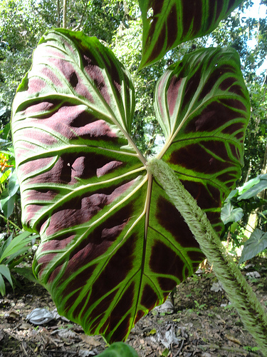 Studio Floral Dora Santoro: Filodendro Imperial