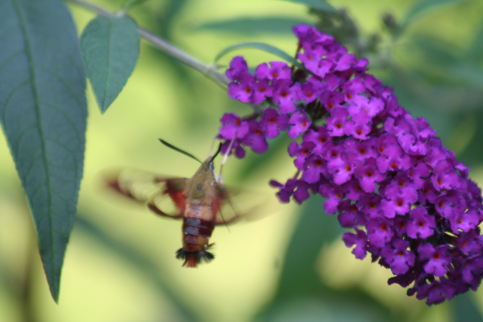 bonesoflife: Hummingbird Moth Visit