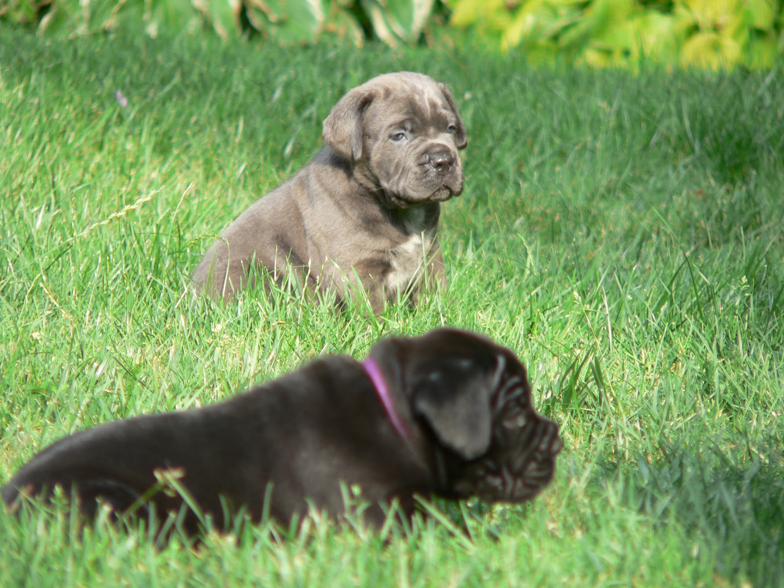 Black Pearl Cane Corso News: Puppies are 5 weeks old and like to play ...