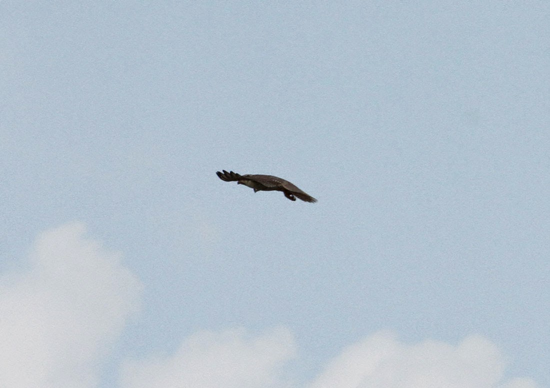 Pioneer Birding: WY - do large falcons hover?