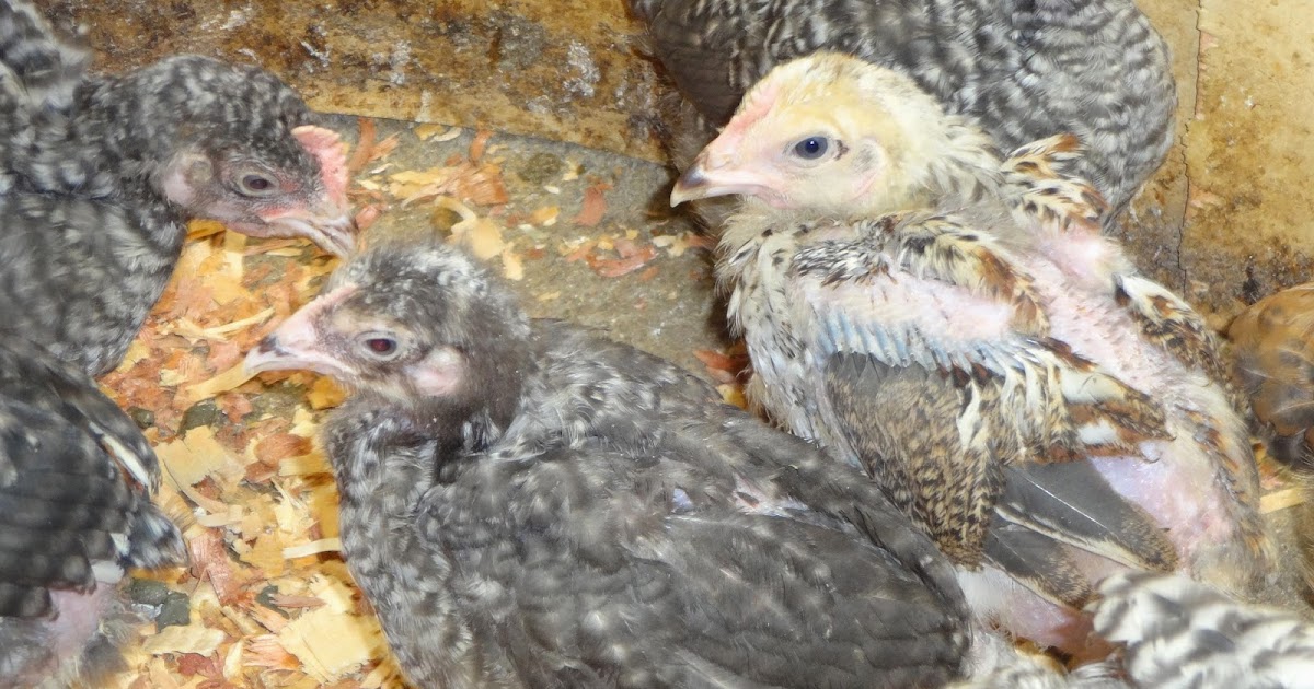 Jolly Poultry: Products