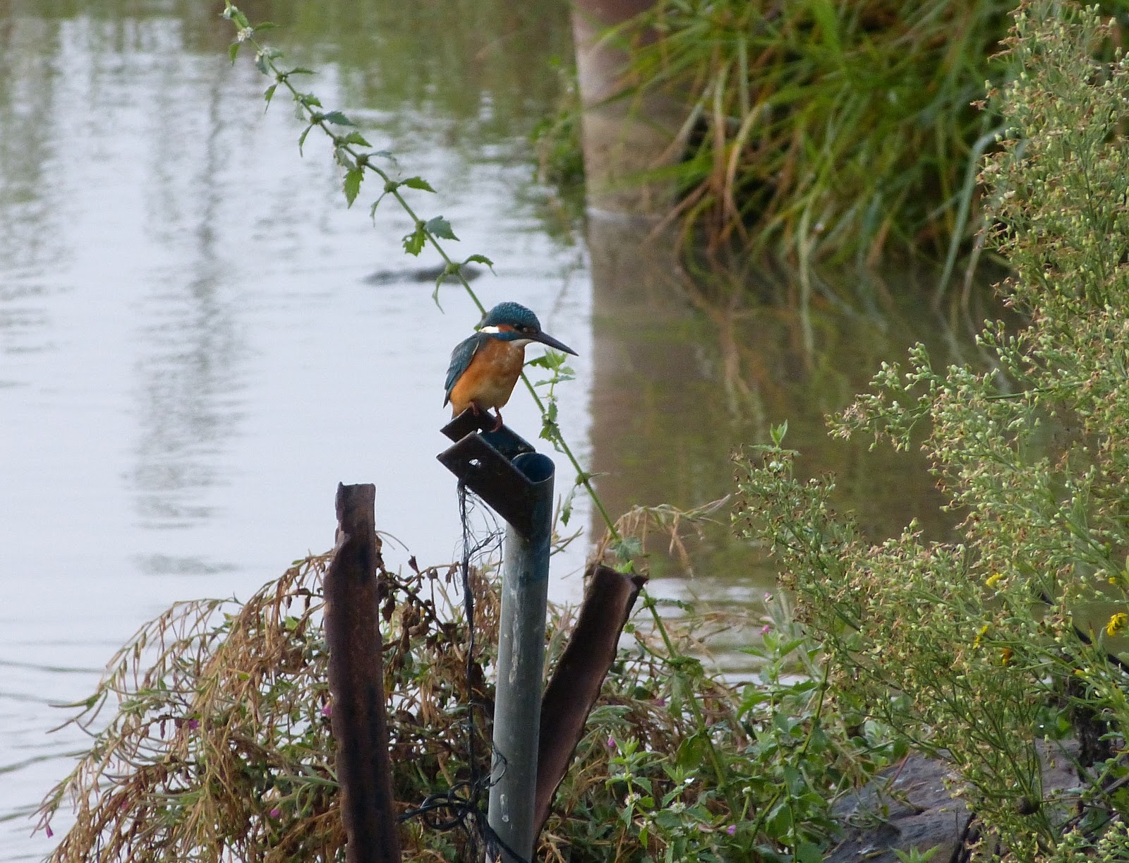 Hula Bird Festival - The Urban Birder