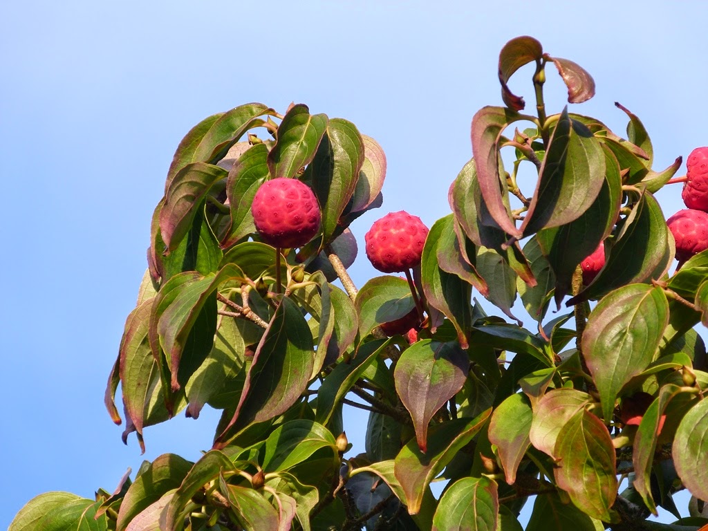 An English Homestead: Strawberry Tree