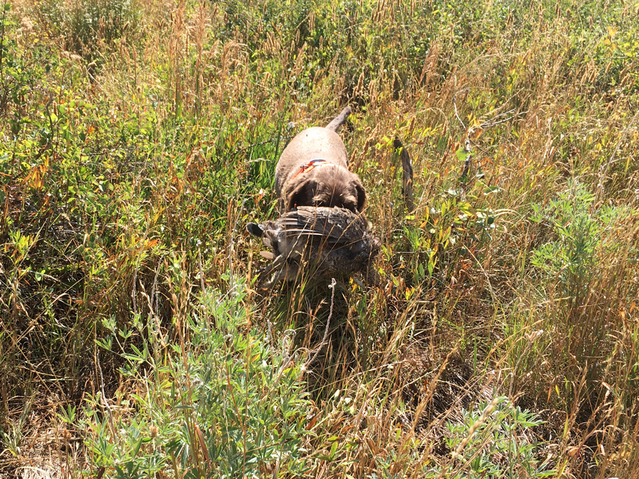 MORE DUSKY (BLUE) GROUSE HUNTING
