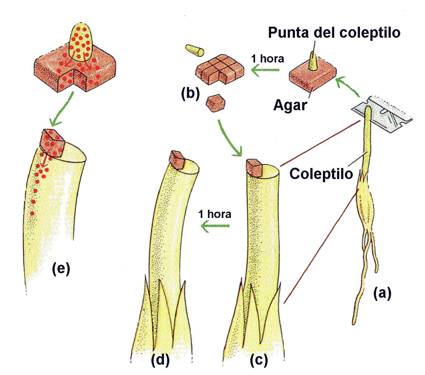 BIOLOGÍA 3º SECUNDARIA: Trabajo Práctico Nº 5