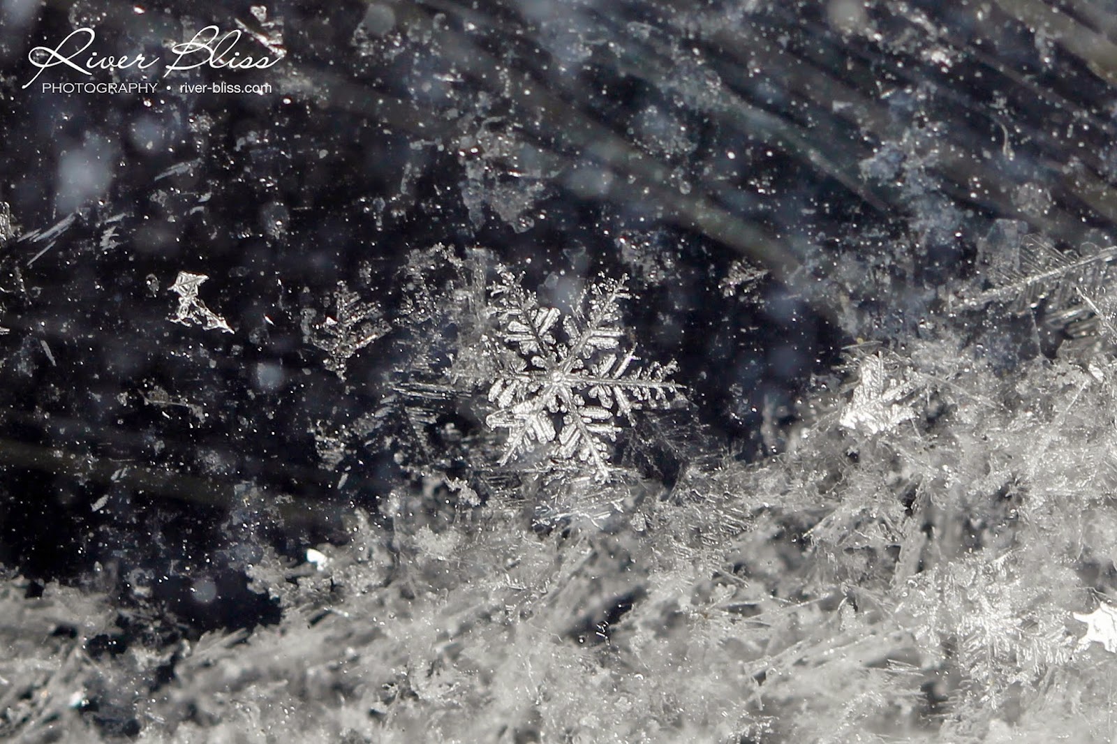 River Bliss: A Single Snowflake