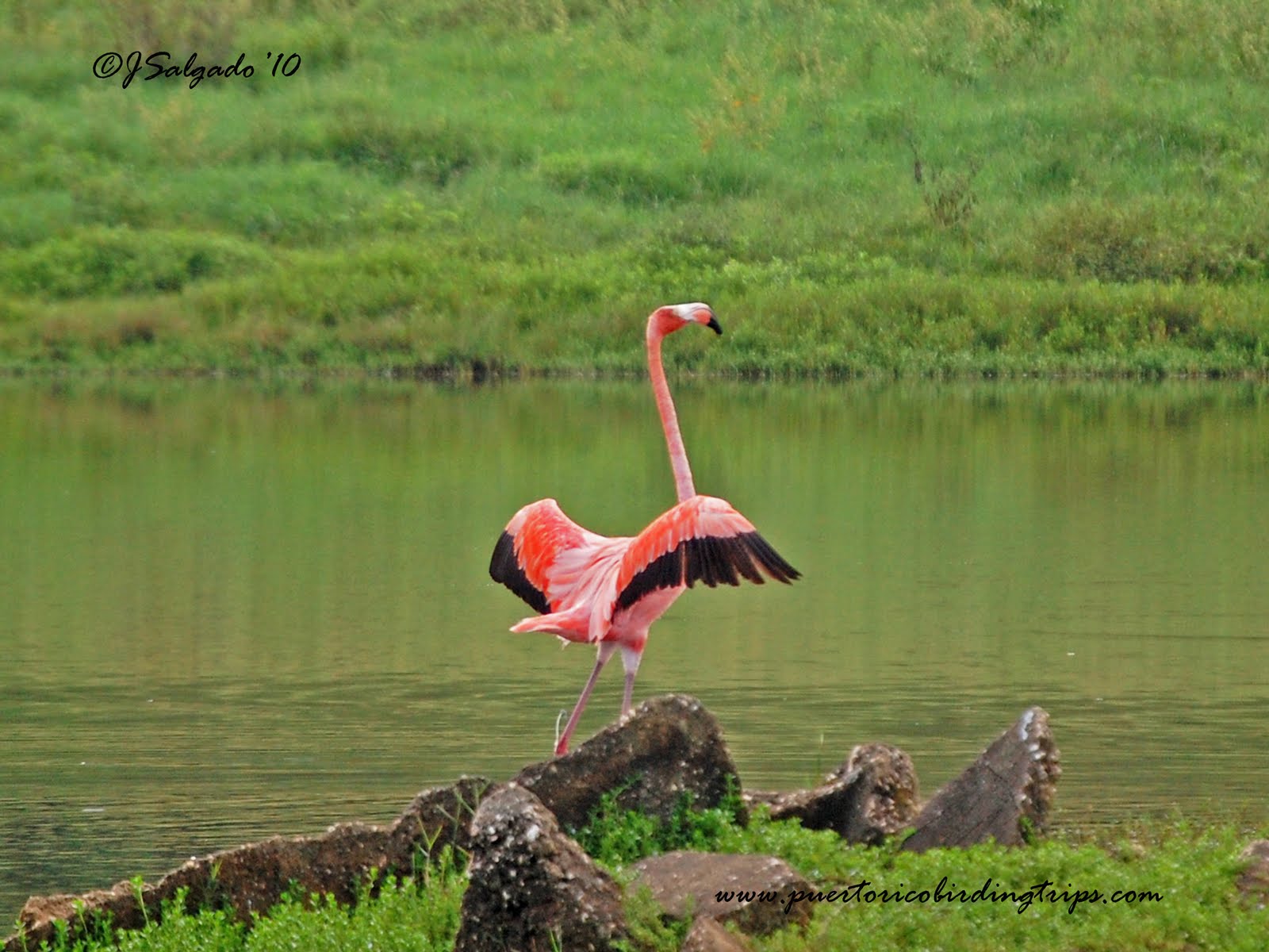 Puerto Rico Birding: The Flamingo of Camuy