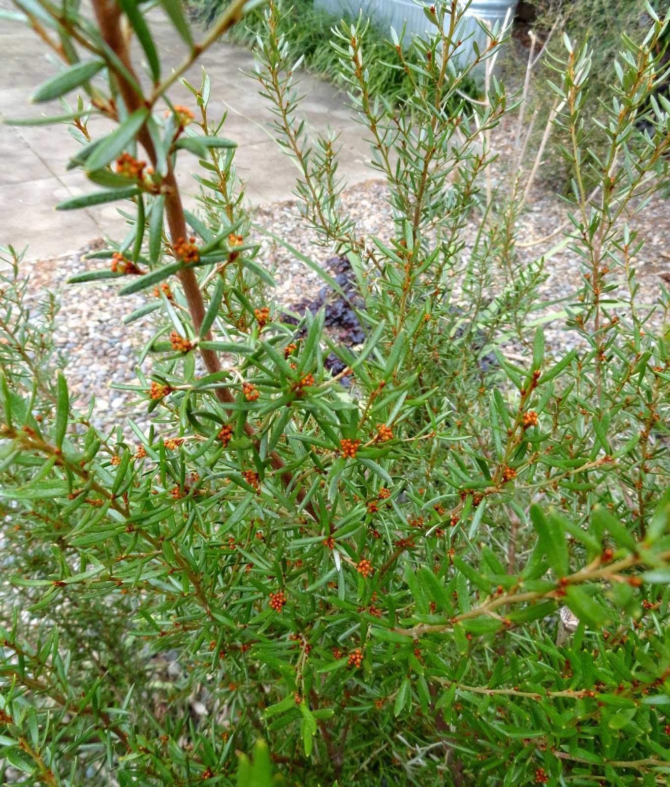 danger garden: The favorite’s wrap-up for February