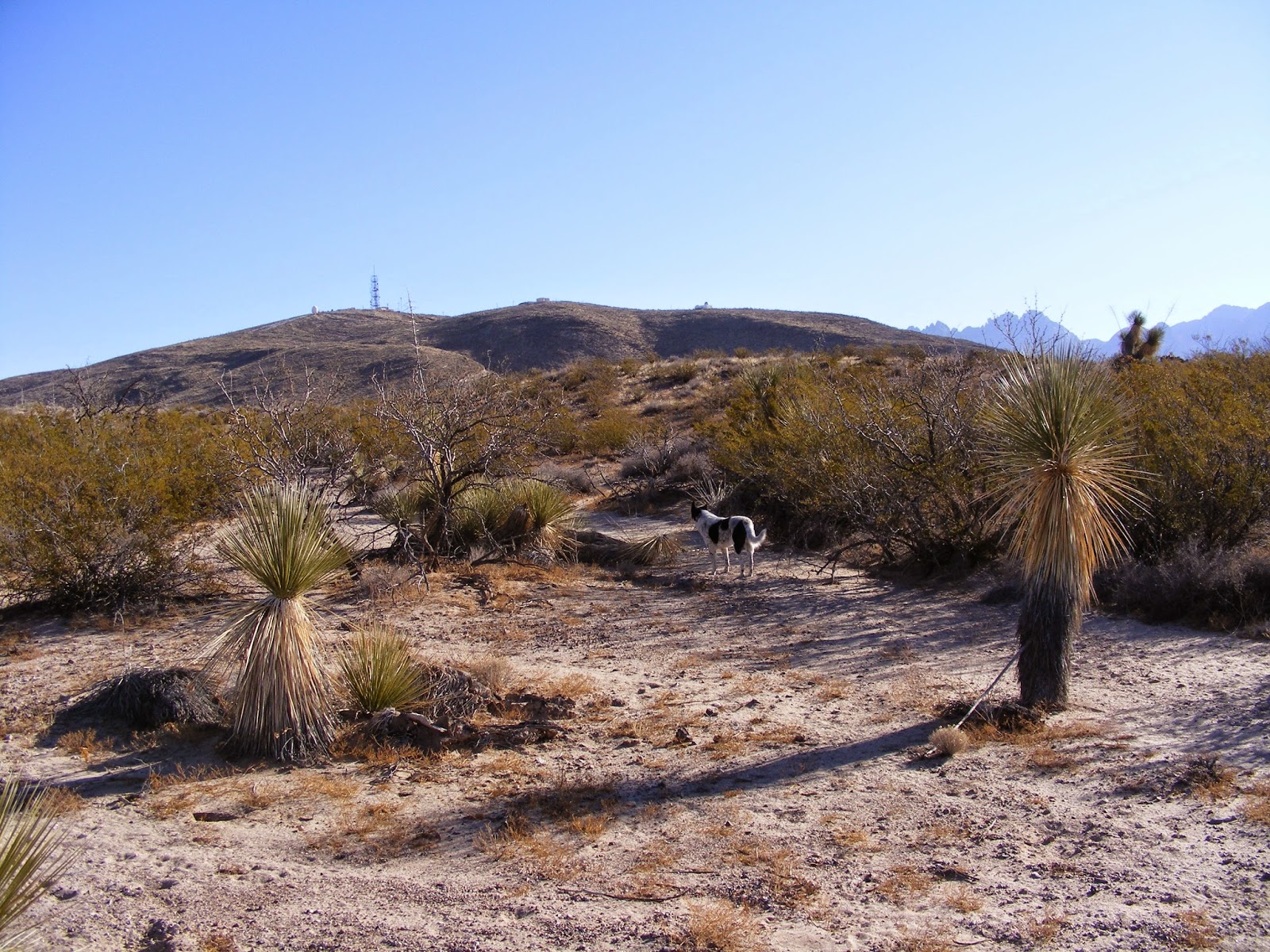 Desert Packrat: What is it About Arroyos?