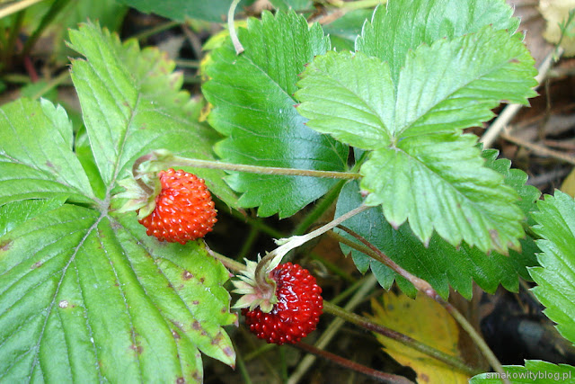 Poziomka pospolita - Smakowity blog