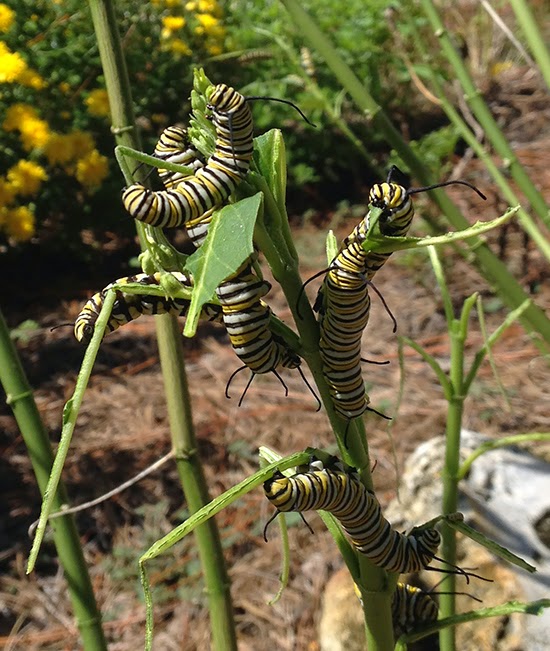 Resources: The Garden Club of Switzerland: Support Your Local Monarchs ...