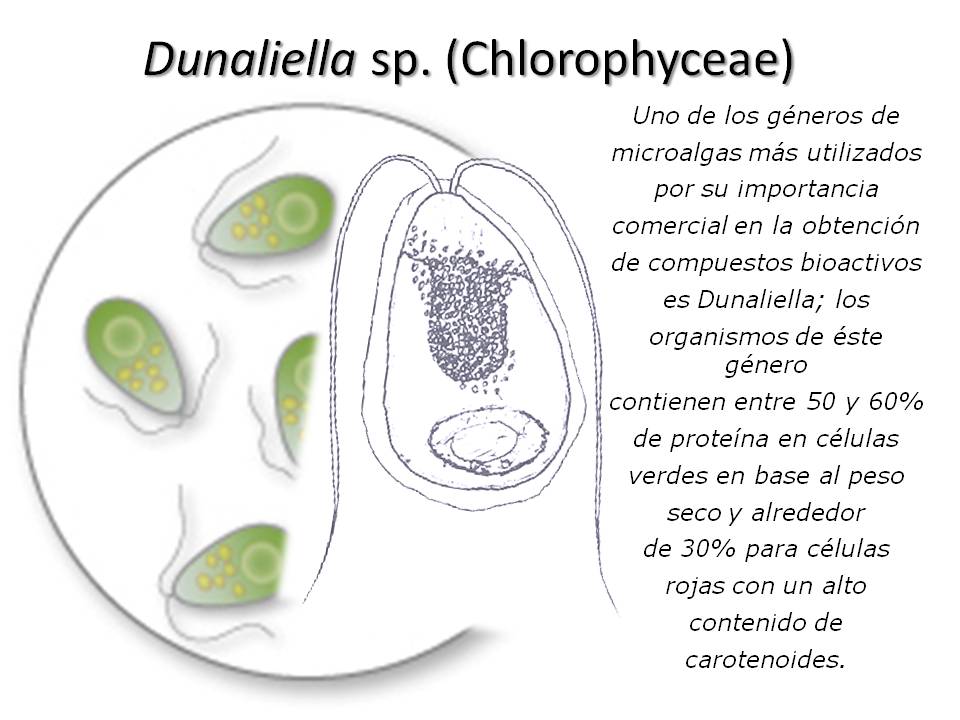 Agricultura competitiva e innovación: Cultivar Dunaliella: un potencial ...