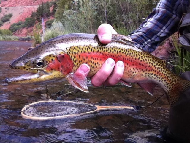 The Fly-fishing mind of Jeff Allen: Farewell Colorado, Frying Pan River ...