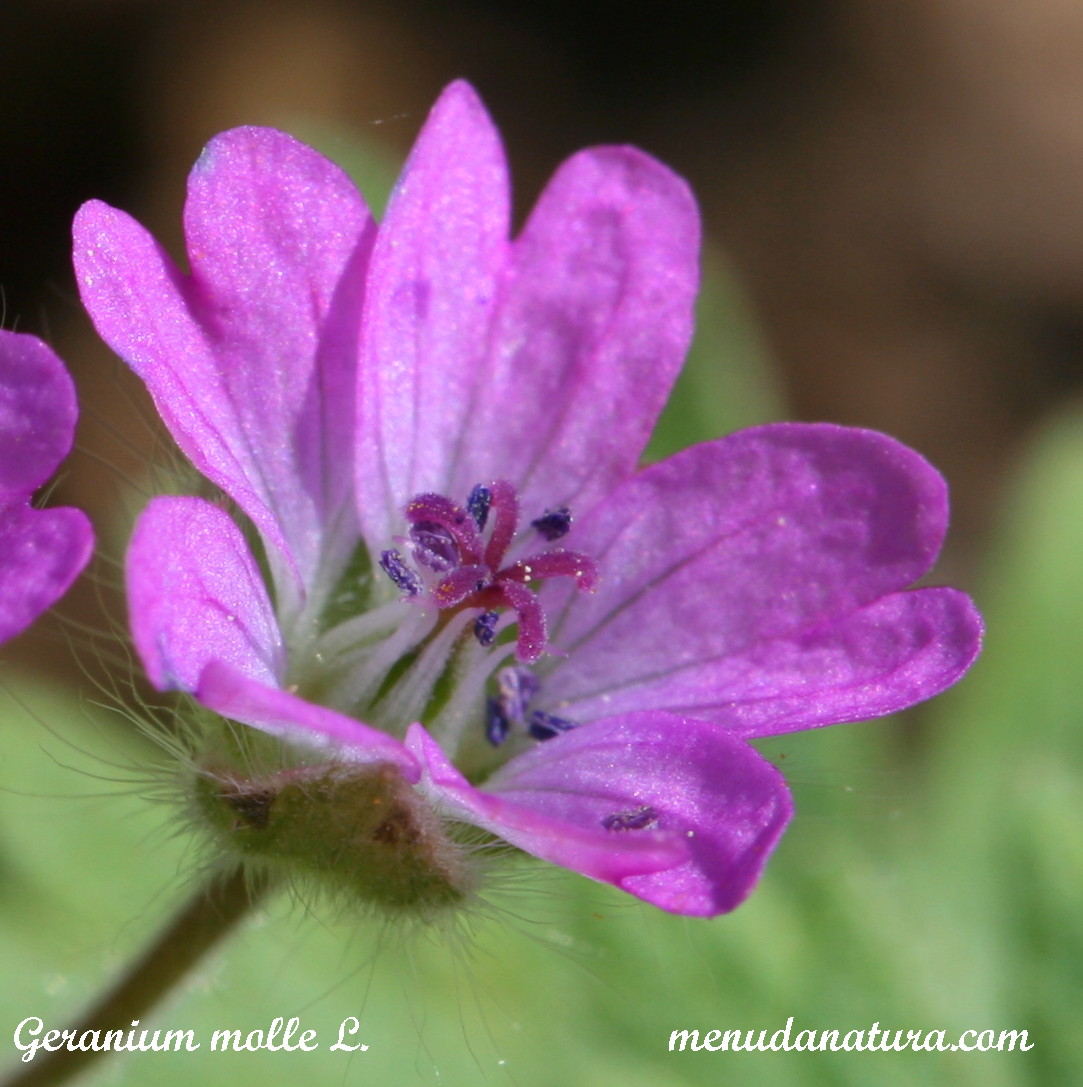 Menuda Natura: Geranium molle L.