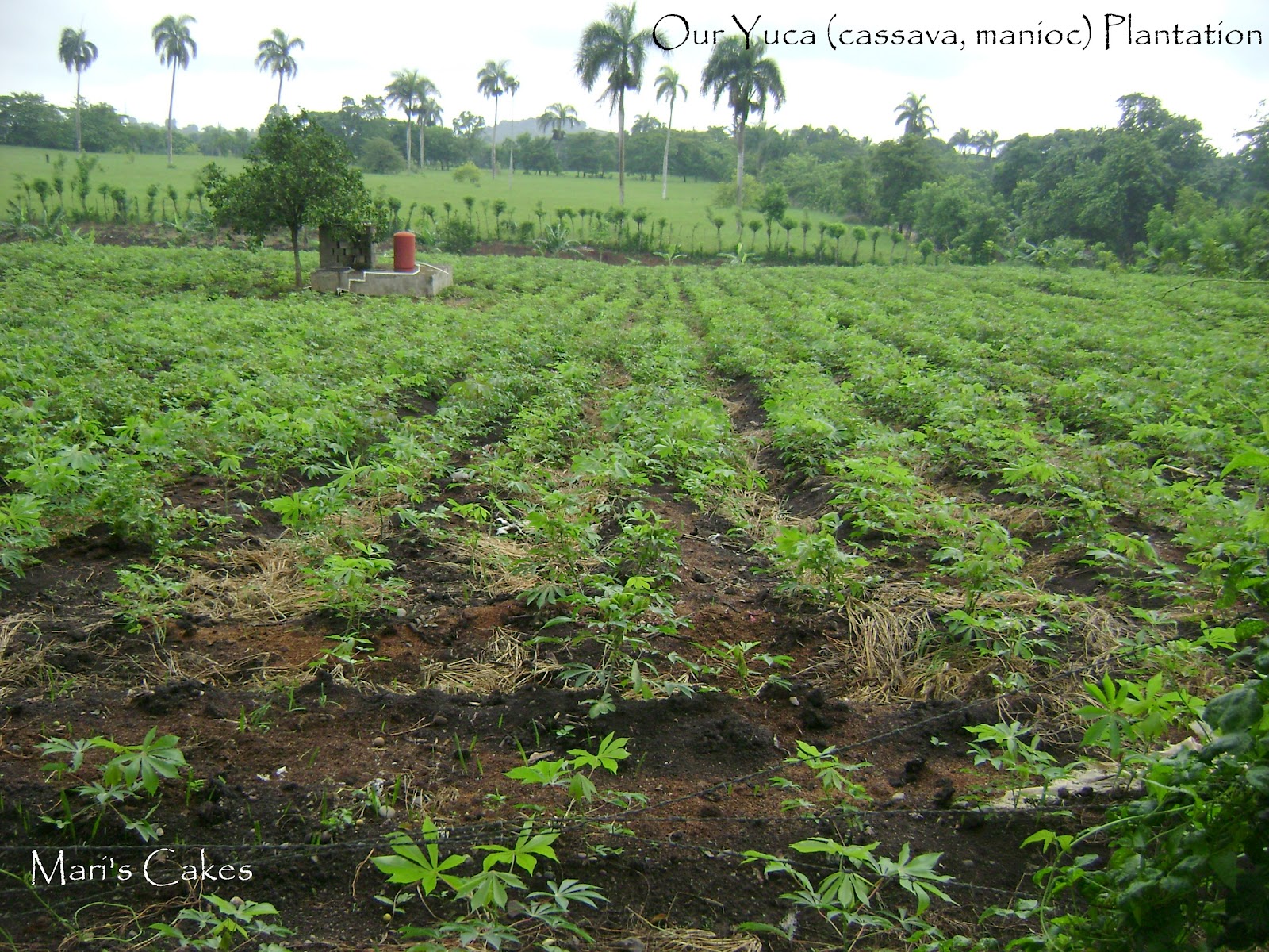 Yuca Fritters, AREPITAS de YUCA | Mari's Cakes (English)