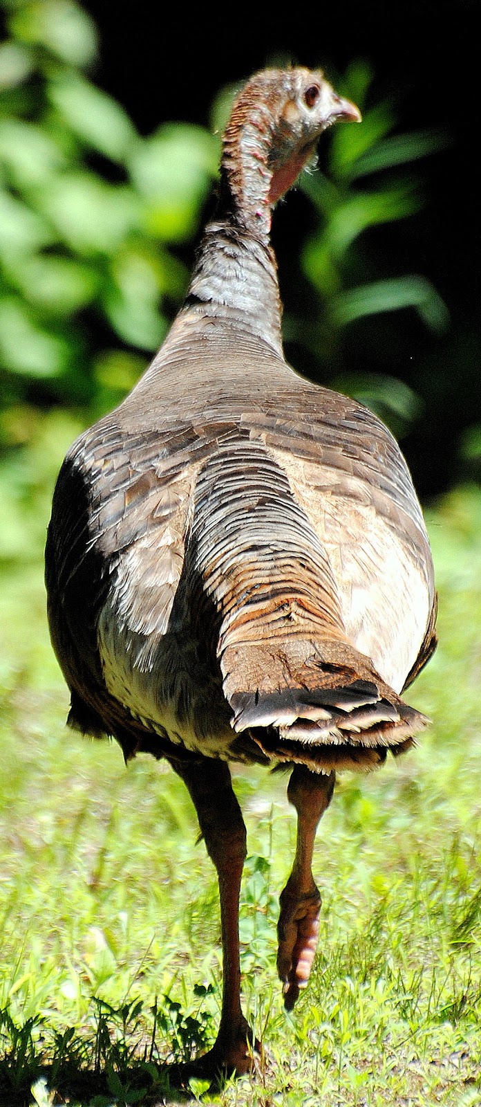 BARRY the BIRDER: Whose afraid of the big bad turkey?
