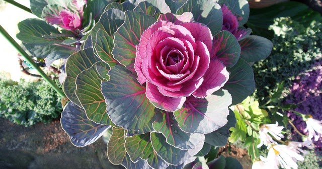 Main verte ... Les Roses et les Choux