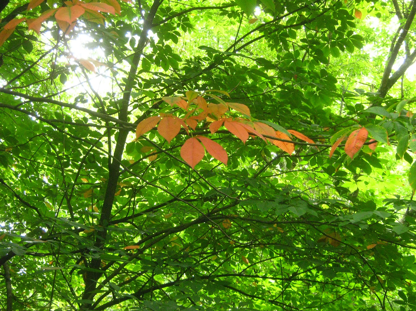 Sunflower Roots: The turning of the leaves: Ohio buckeyes