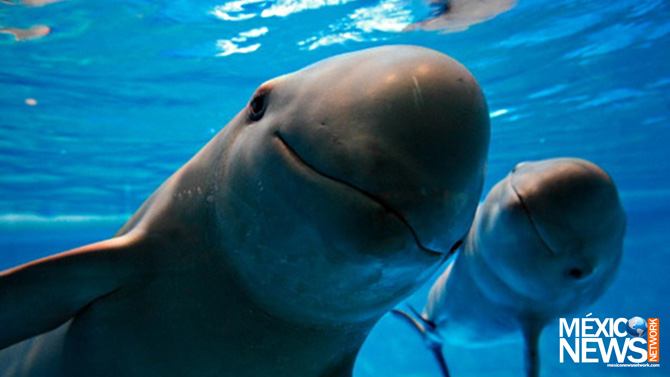 animales en peligro de extincion