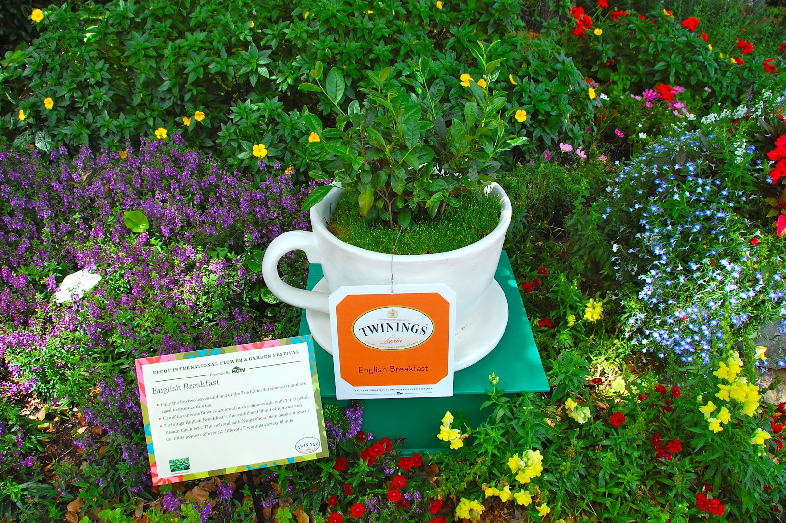 Disney Sisters: English Tea Garden and Tour in Epcot at Walt Disney World