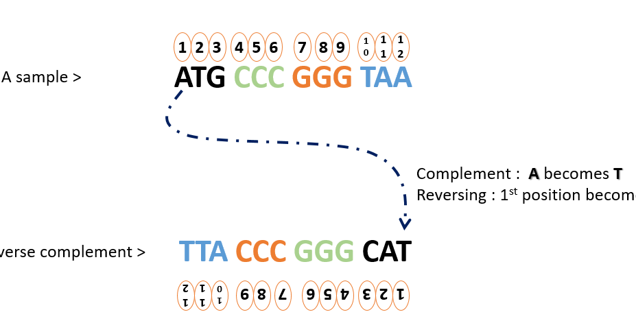 Shad Arf: How to make reverse complement of a DNA sequence