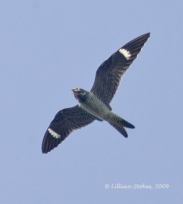 STOKES BIRDING BLOG: 1,026 Common Nighthawks seen on migration last night!