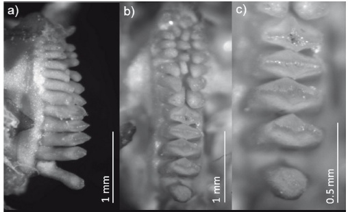 The Echinoblog: Brittle Stars Have TEETH! What do they use them for?