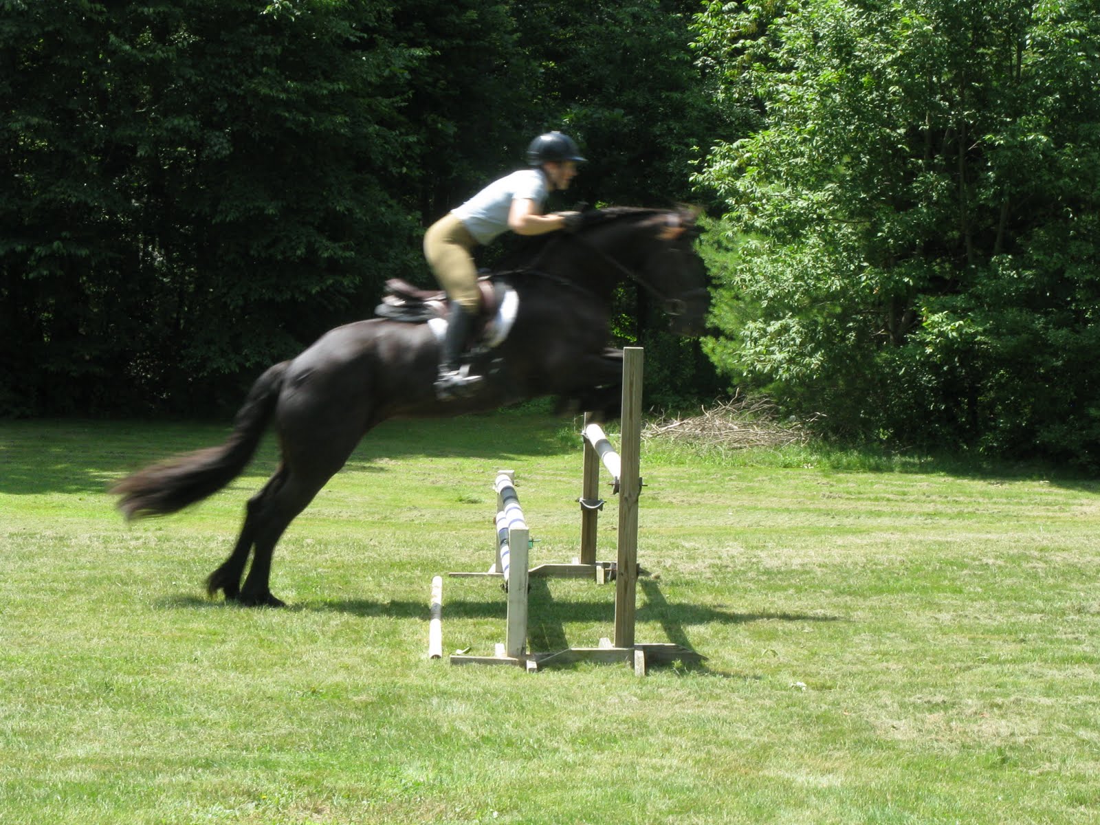 The Foxhunting Friesian: Jumping practice