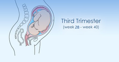 Third Trimester of pregnancy