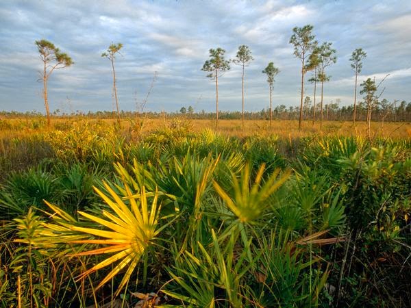 Cigar City Reflections: Everglades National Park