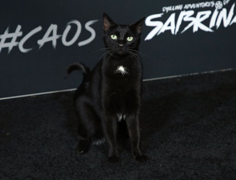 Chilling Adventures of Sabrina | O gato que faz Salem aparece na ...